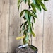 Sugar Loaf Mango Tree. Grafted in 3 Gallons Pot, No Ship to HI - Etsy