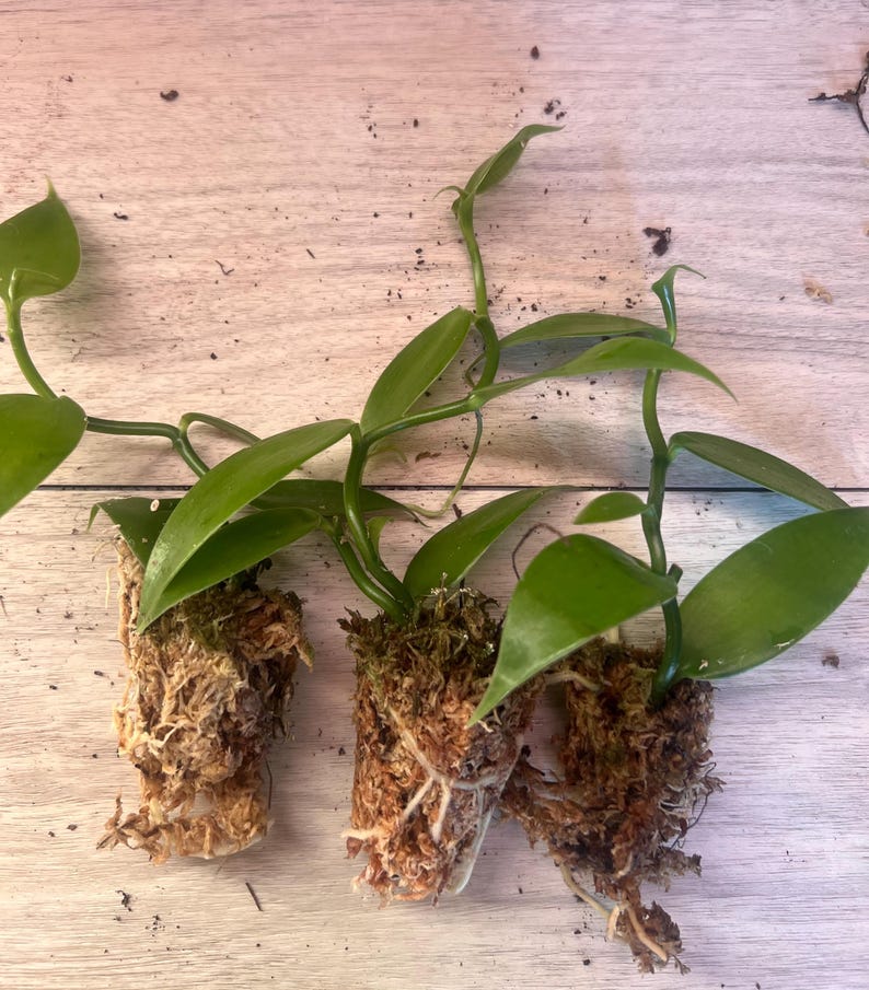Vanilla Planifolia, Well Rooted, Vanilla Bean Orchid, - Etsy