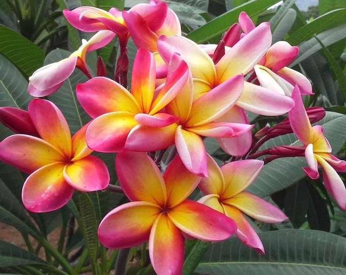 Plumeria Sunrise in 6" Pot, Plumeria Rubra ‘sunset’ - Etsy