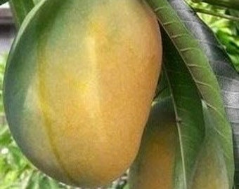 Manila Mango Tree - 1 Feet Tall - Ship in 6" Pot - Etsy