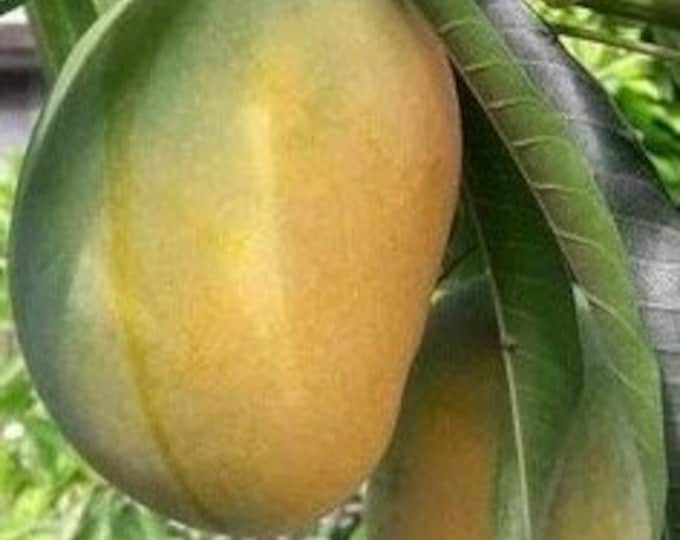 Mango MANILA, CARABAO, FILIPINO Tree, Grafted, 3gl - Etsy