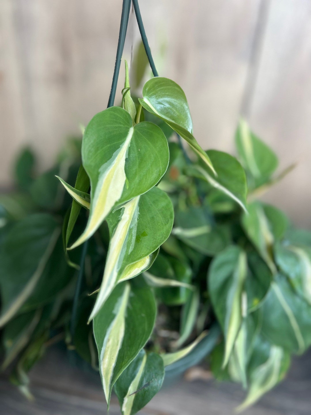 Philodendron silver Stripe ,philodendron Hederaceum, in 4 Pot - Etsy
