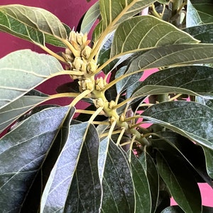 Donnie Avocado Tree , Grafted in 3 Gallons Pot, No Ship to CA and HI - Etsy