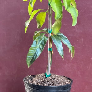 Karen Michelle Mango, Grafted in 3 Gallons Pot, No Ship to HI - Etsy