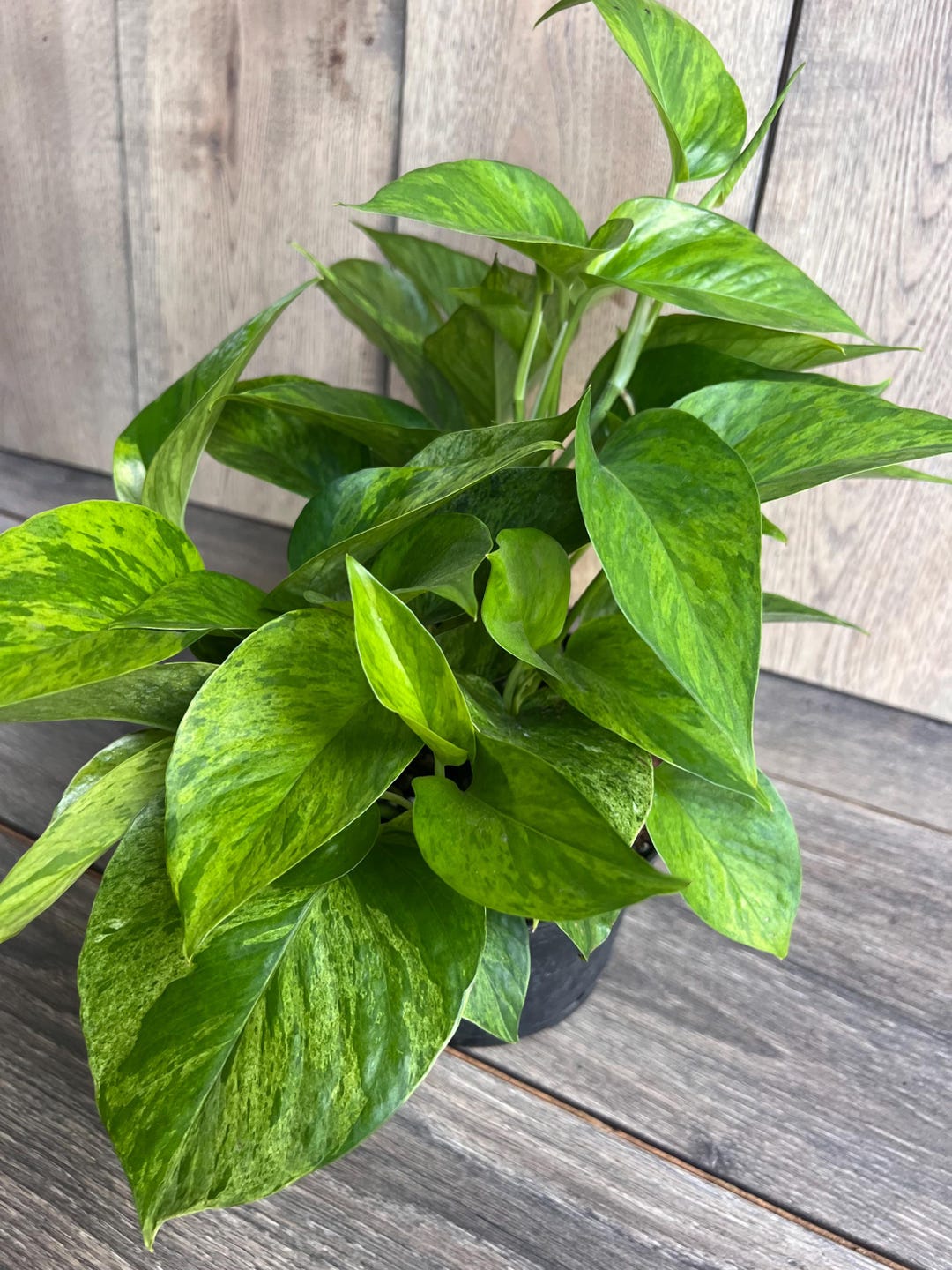 Jessenia Pothos in 6, Epipremnum Aureum 'jessenia - Etsy