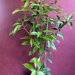 Large, Cinnamon Tree in 10" Pot, Cinnamomum Zeylanicum, CEYLON CINNAMON ...