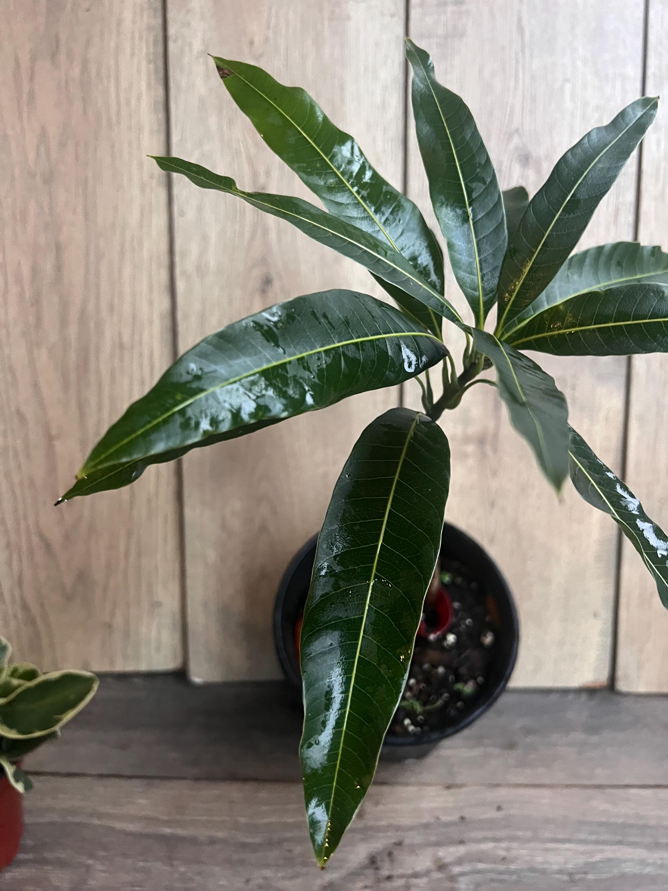 Grafted, Valencia Pride Tree. Grafted in 1/2 Gallon Pot - Etsy