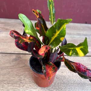 Croton Mamey in 4" Pot, House Plant, Indoor, Outdoor - Etsy