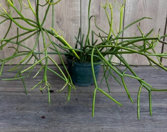10 Fire Stick Succulent Cuttings/pencil Cactus/euphorbia Tirucalli - Etsy