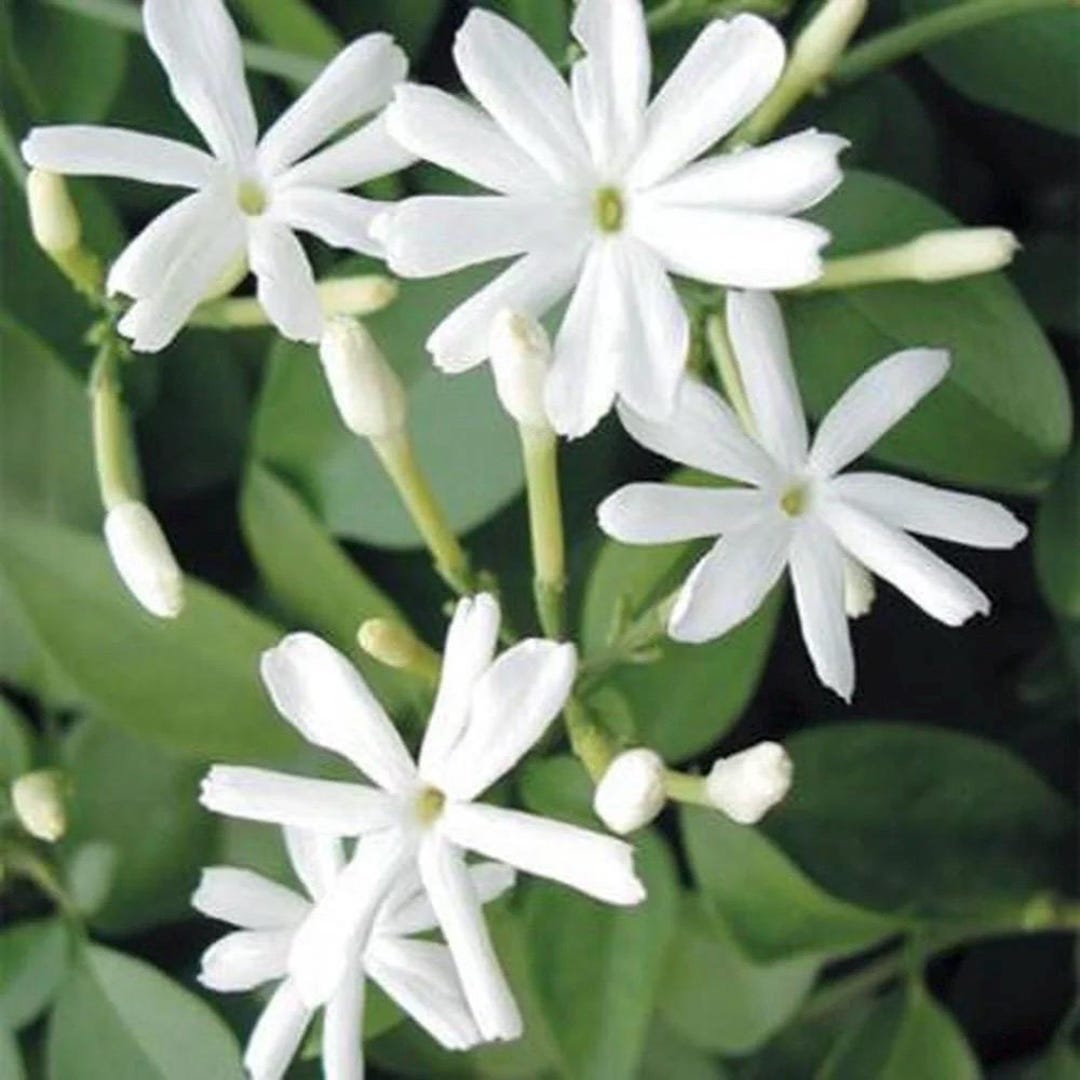 Jasmine Molle , Jasminum Molle, Jasmine Indian Jui in 4 - Etsy