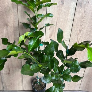 Kaffir Lime Tree - Citrus Hystrix Makrut in Half Gal Pot, Kieffer Lime ...