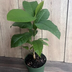 Yellow Champaca, Magnolia Champaca, in 4" Pot or 6" Pot, Joy Perfume ...