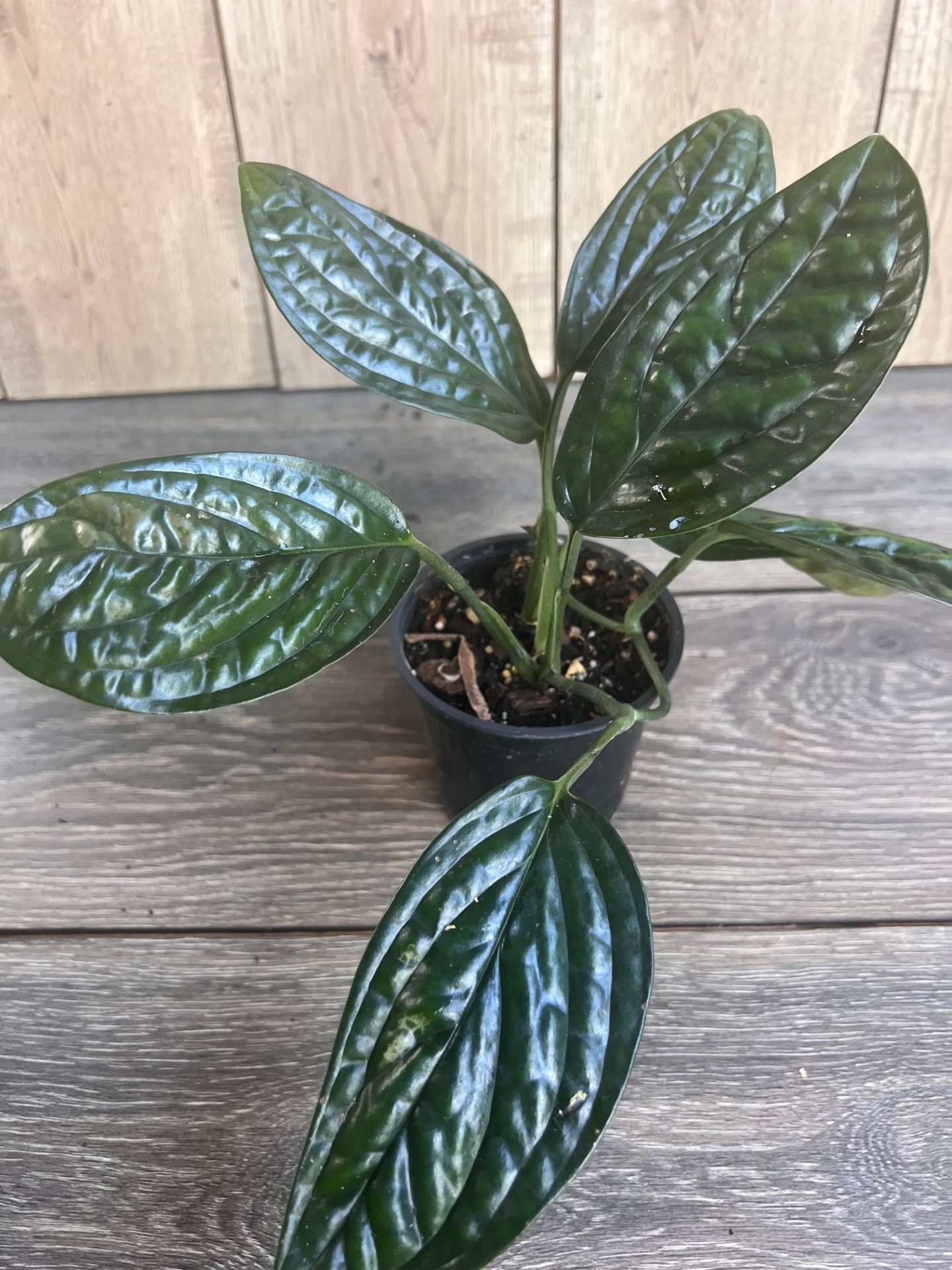 Monstera Peru in 4 Pot House Plant - Etsy