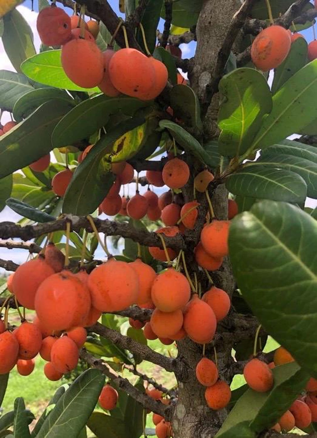 Imbe Garcinia Livingstonei in 6" Pot, African Mangosteen, - Etsy