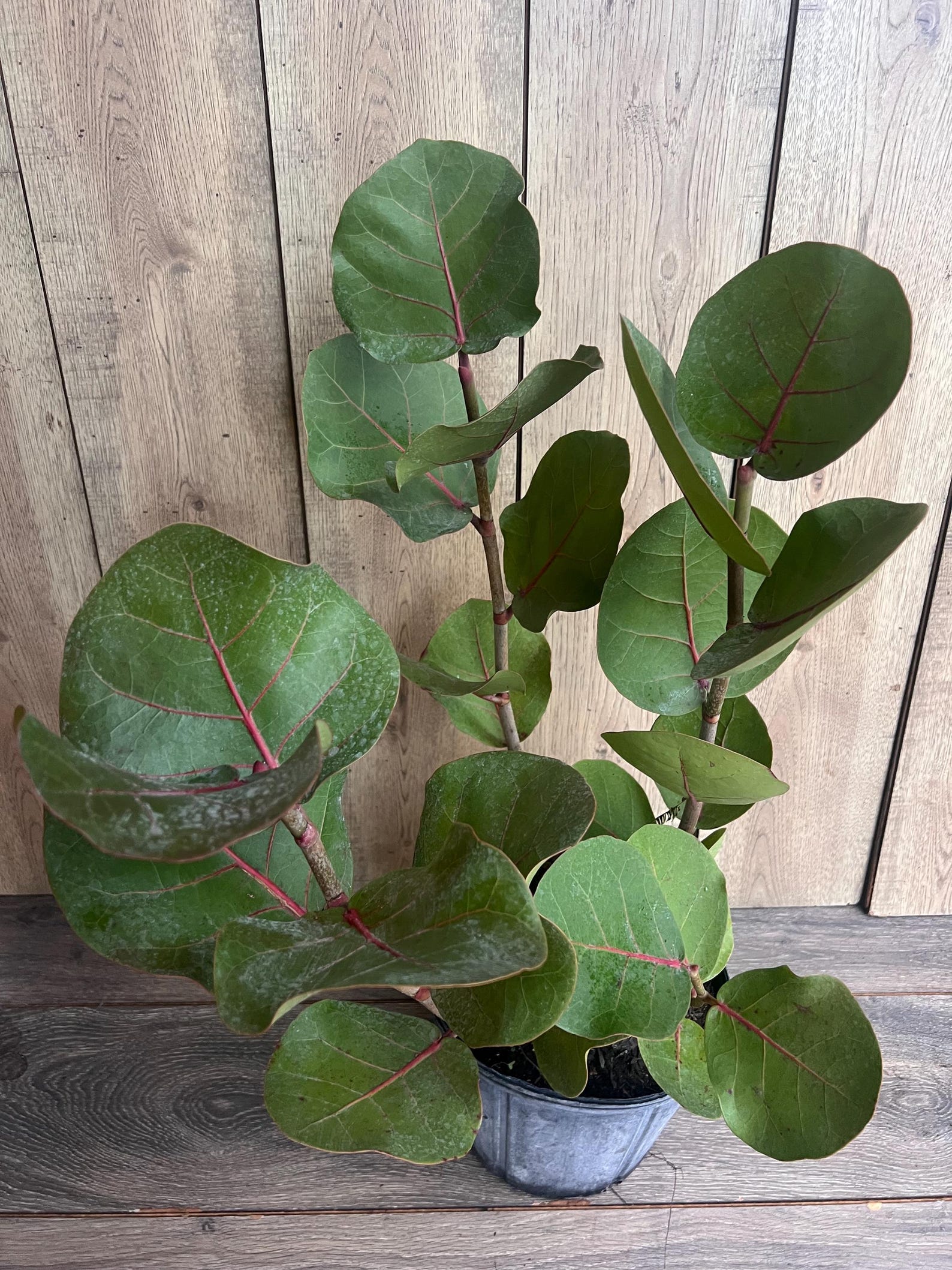 Sea Grape in 10" Pot, Coccoloba Uvifera – Tropical Coastal Plant – Salt ...