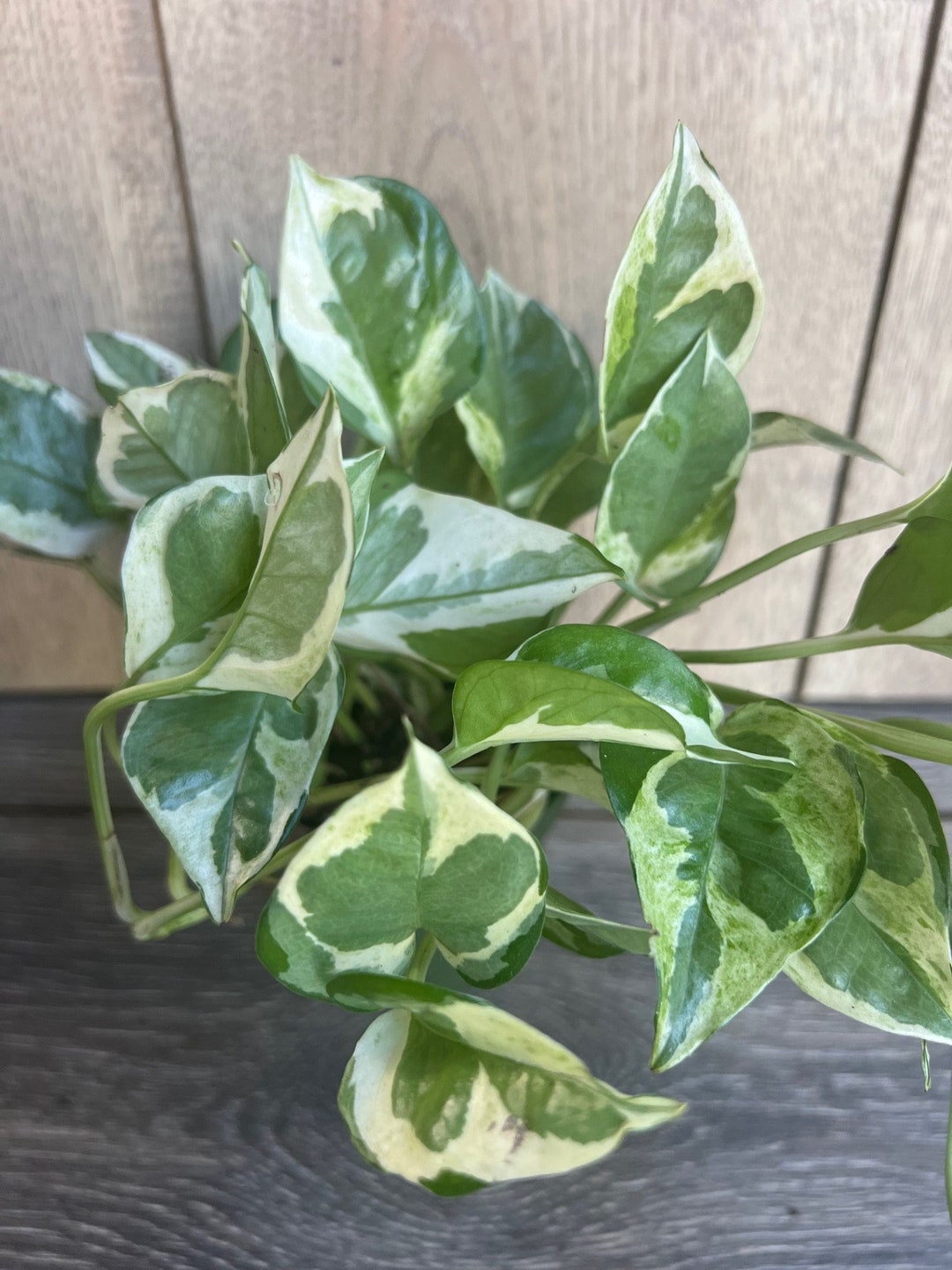 N’joy Pothos , Epipremnum Aureum, Devil’s Ivy in 4" Pot, Njoy - Etsy