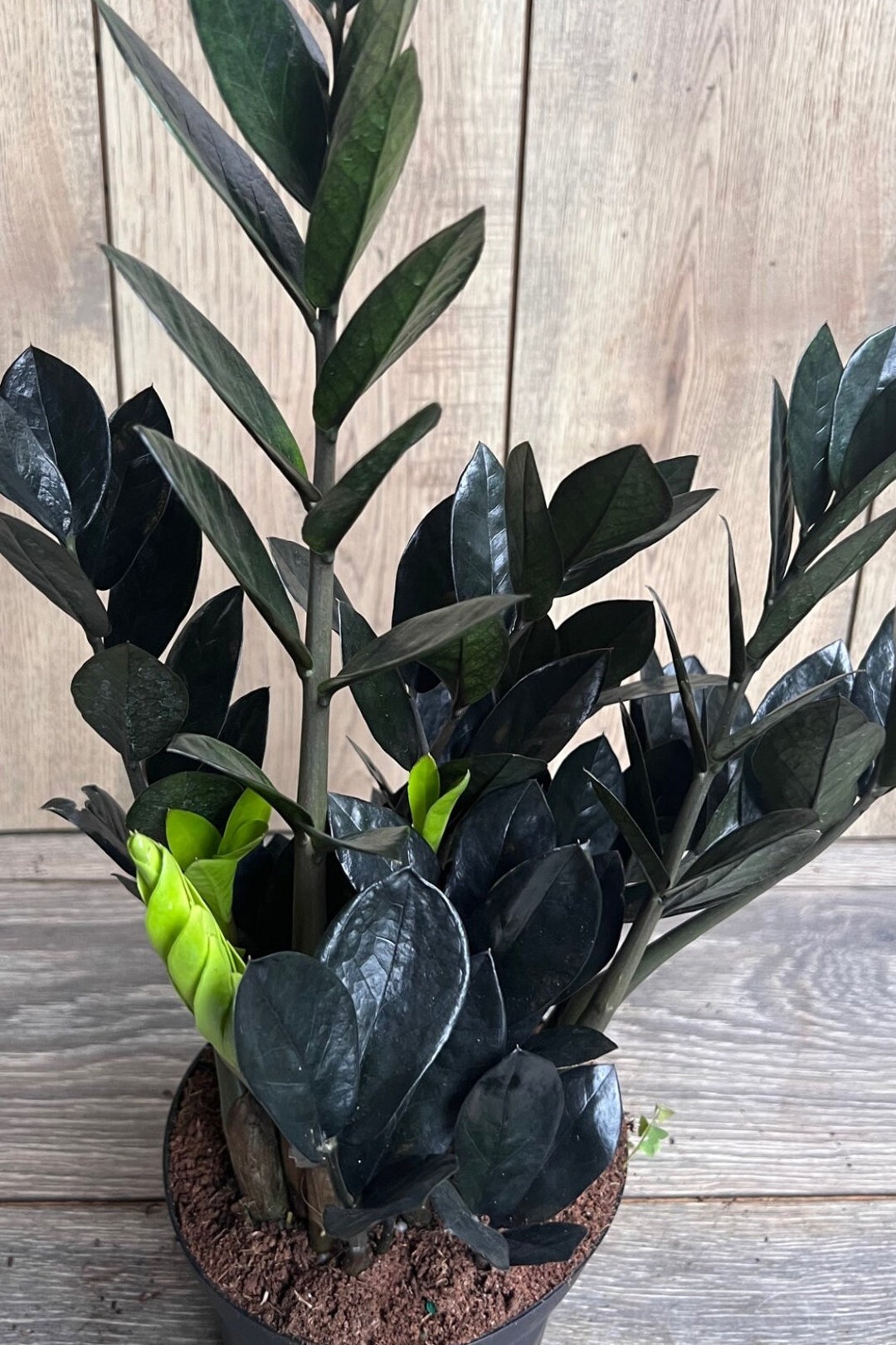 Black Raven ZZ, Dark Zz Plant in 4" Pot, Zamioculcas Zamiifolia Raven ...