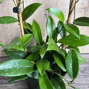 Hoya Pubicalyx Splash in 6"pot With Hoop - Etsy