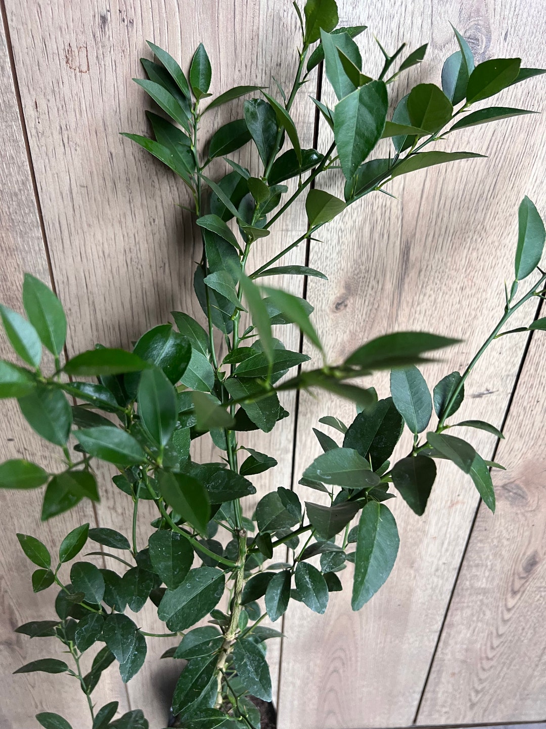 Key Lime Tree in Half Gallon Pot, Grafted, Florida Shipping Only - Etsy