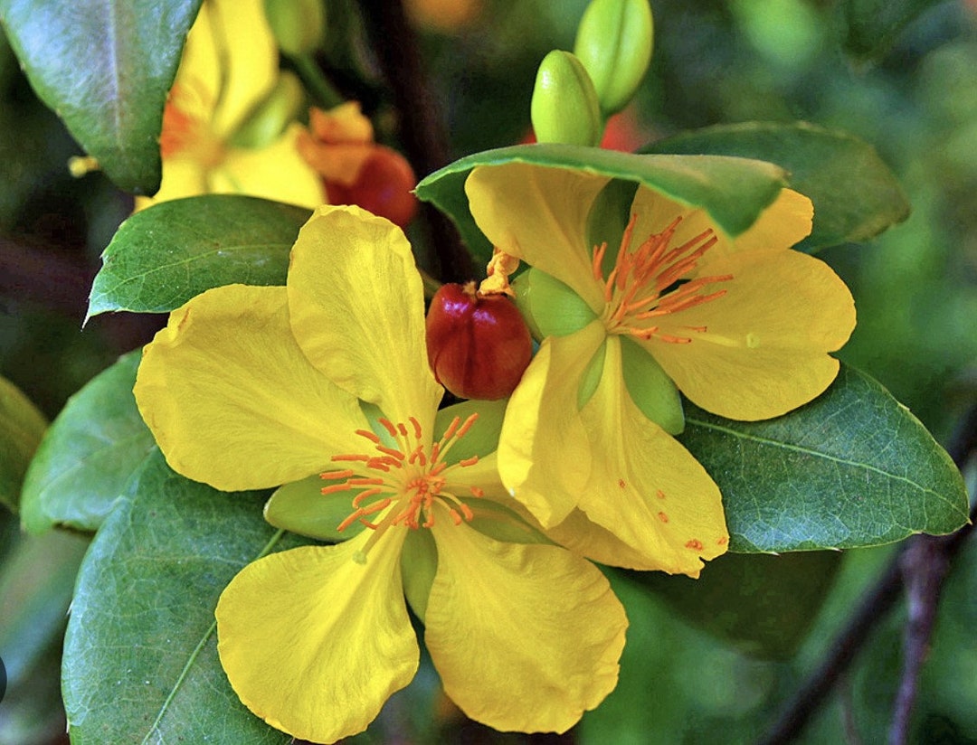 Ochna Serrulata, Mickey Mouse Plant in 4" Pot - Etsy