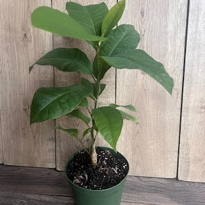 Yellow Champaca, Magnolia Champaca, in 4" Pot or 6" Pot, Joy Perfume ...