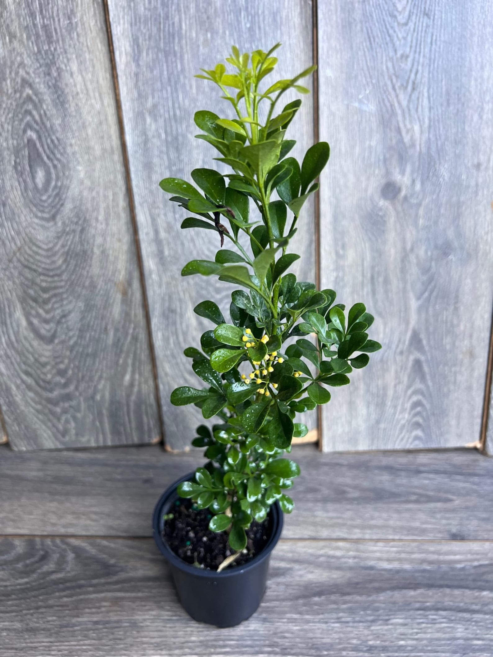 Chinese Perfume Tree, Chinese Rice Flower, in 4 Pot Aglaia Odorata - Etsy