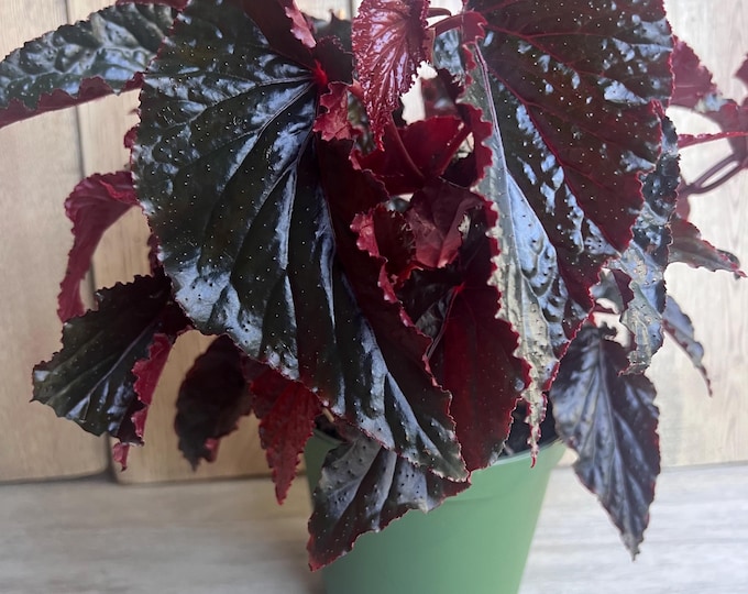 Striped Begonia | Begonia Listada | Rare Begonia | 4in Pot - Etsy