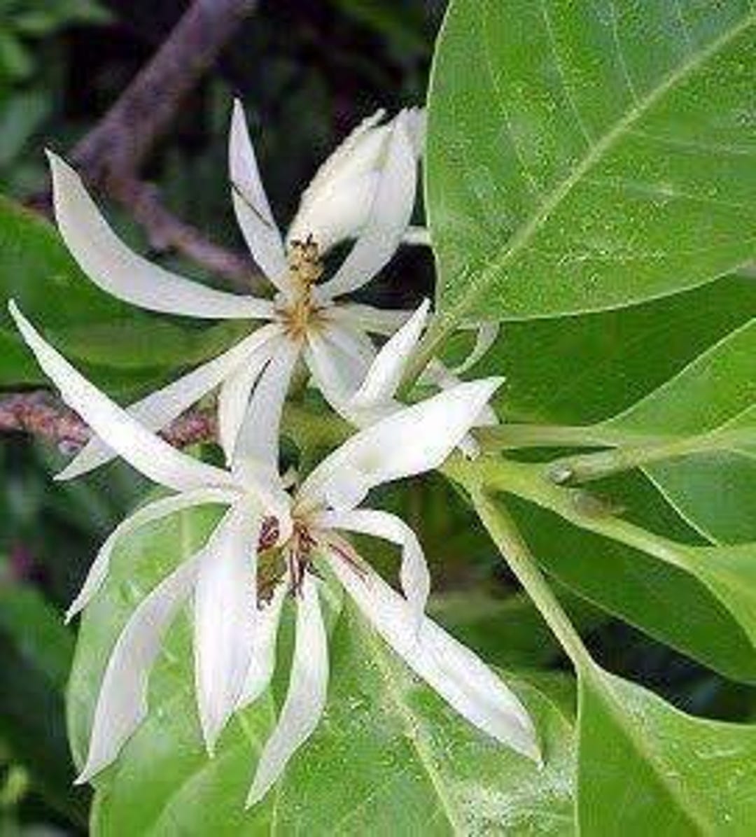 White Champaca, Grafted in 3 Gallons Pot, Ngọc Lan Trắng, Michelia Alba - Etsy