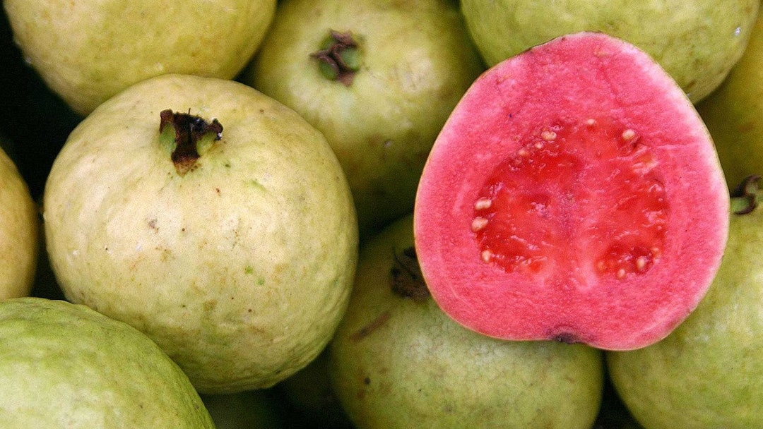 Pink Guava Tree: Tropical Psidium Guajava Plant in 6" Pot - Etsy