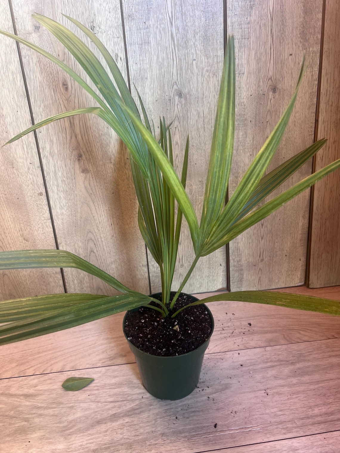 Sabal Causiarum Palm in 6" Pot. Rare Puerto Rican Fan Palm, Hardy ...