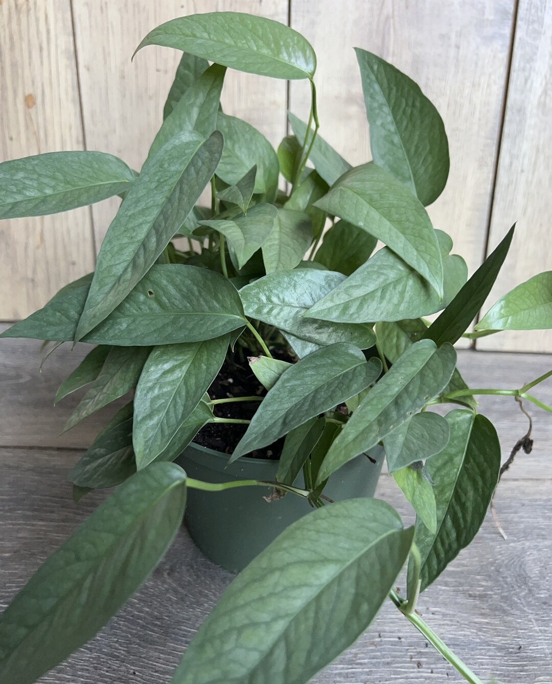 Cebu Blue Pothos in 6" Pot - Etsy