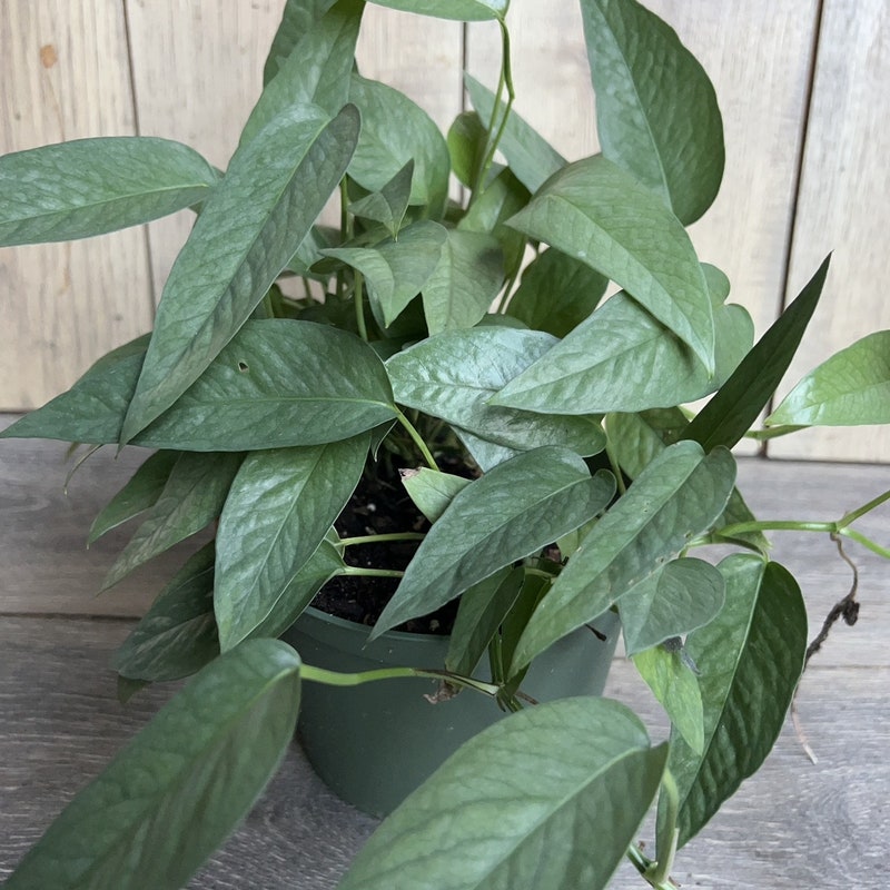 Cebu Blue Pothos - Etsy