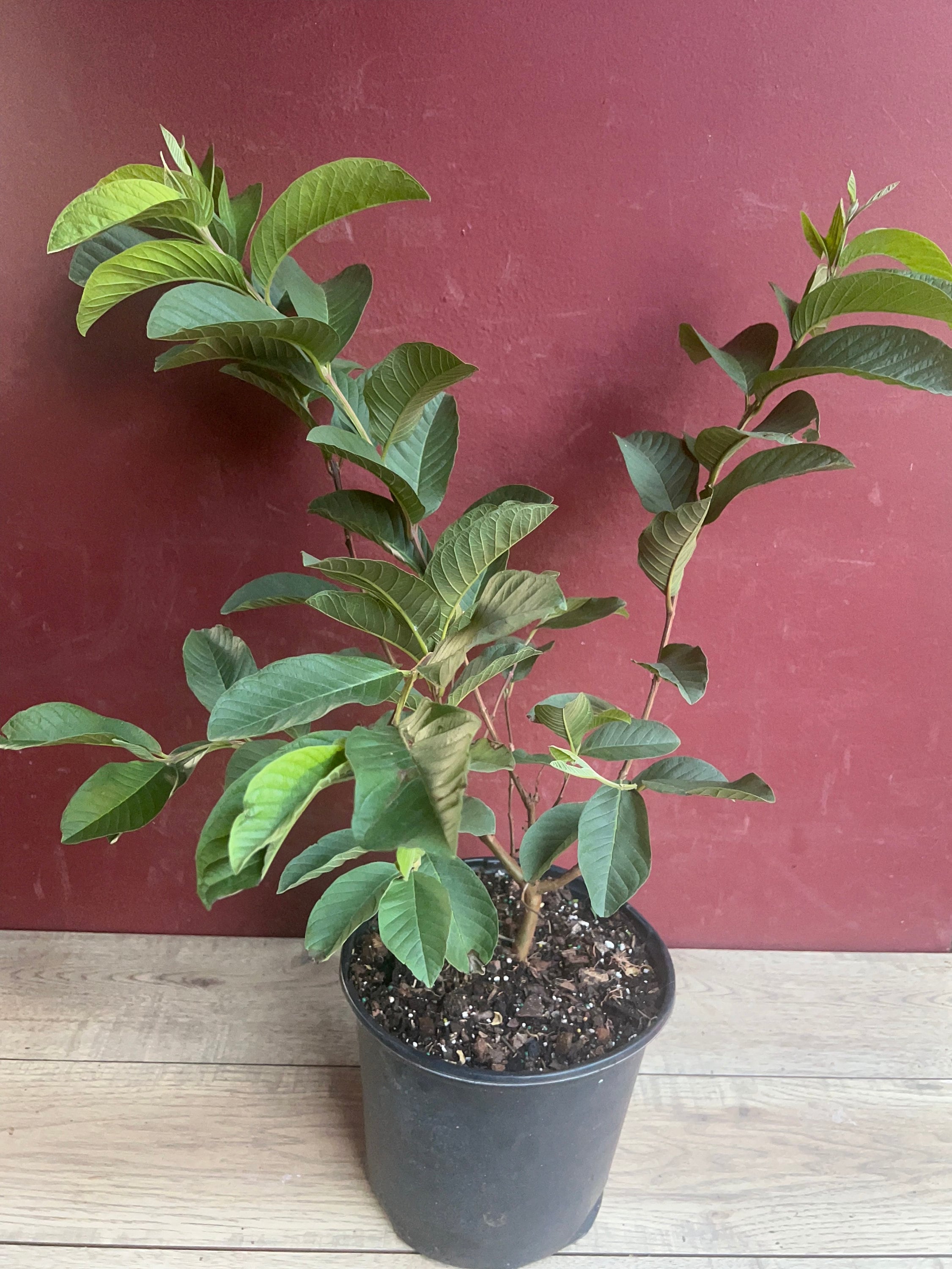 Ruby Supreme Guava Plant in 10" Pot, Jambu Batu, Psidium Guajava, Pink ...