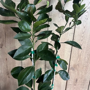 Grafted Shiranui Dekopon Mandarin Orange Tree in Half Gallon Pot ...