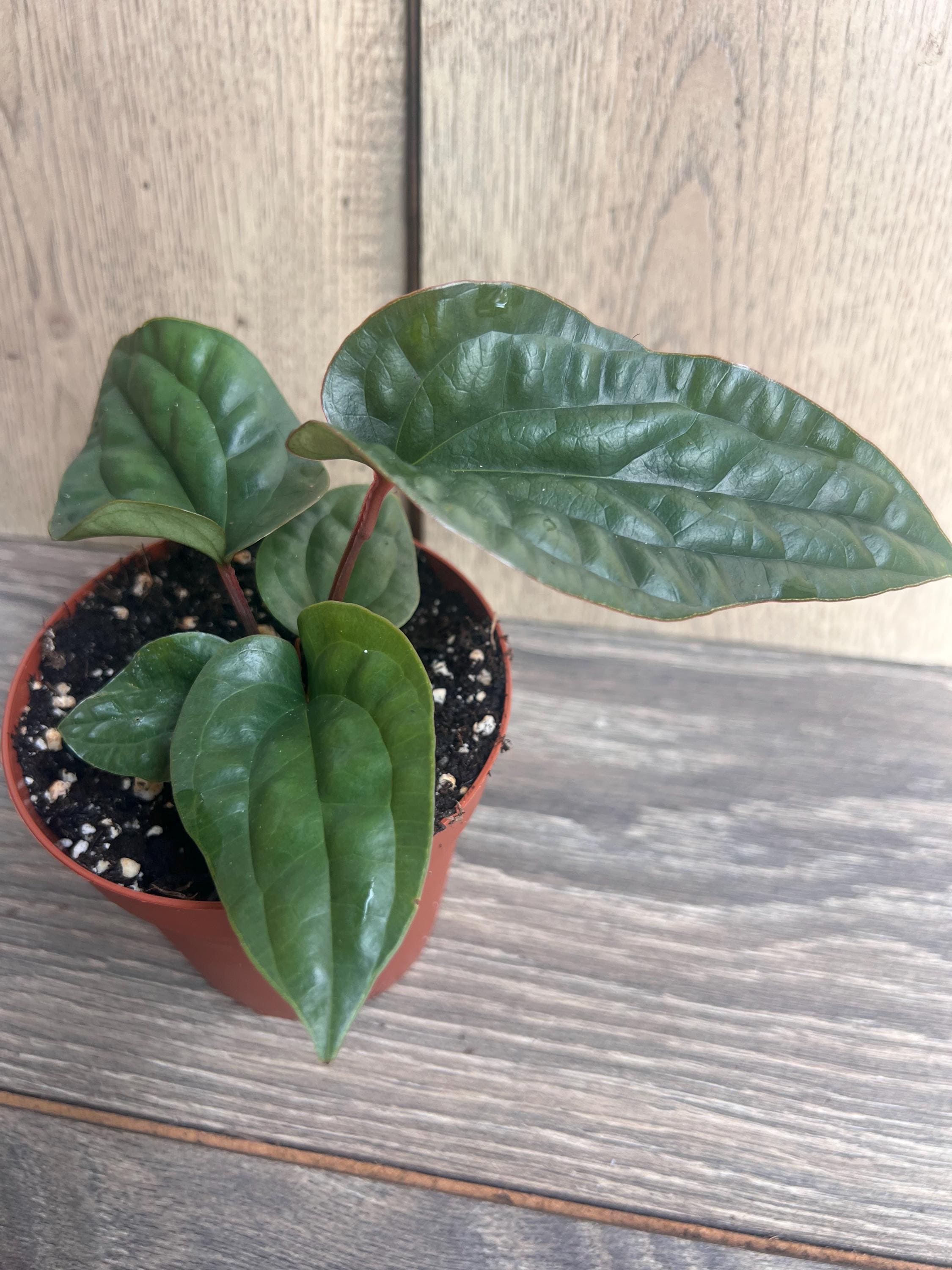 Anthurium Radican X Luxurian in 4" Pot, Live Plant - Etsy