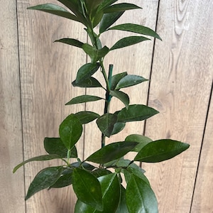 Grafted Kishu Mandarin Tree in Half Gallon Pot, Tangerine. Florida ...