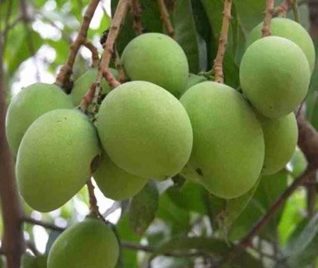 Triple Sec Mango , Grafted in 3 Gallons Pot. No Ship to CA and HI - Etsy