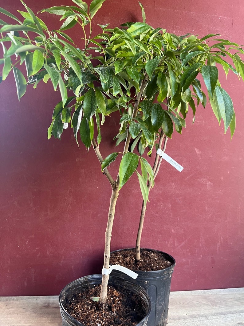 Mauritius Lychee , Litchi Chinensis in 6" or 10" Pot, 2 to 4 Feet Tall ...