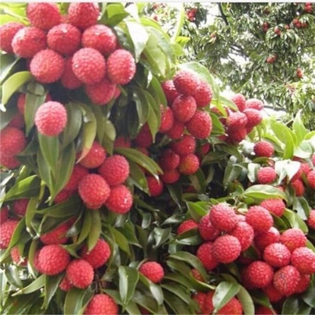 Mauritius Lychee , Litchi Chinensis in 6" or 10" Pot, 2 to 4 Feet Tall ...