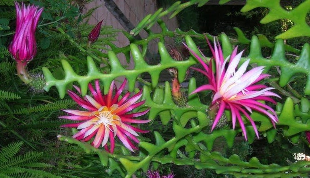 Anguliger Ric Rac Cactus, Epiphyllum , Zig Zag Cactus -in 4" Pot - Etsy