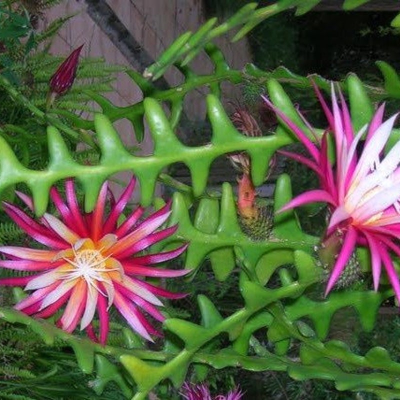 Ric Rac Cactus - Etsy