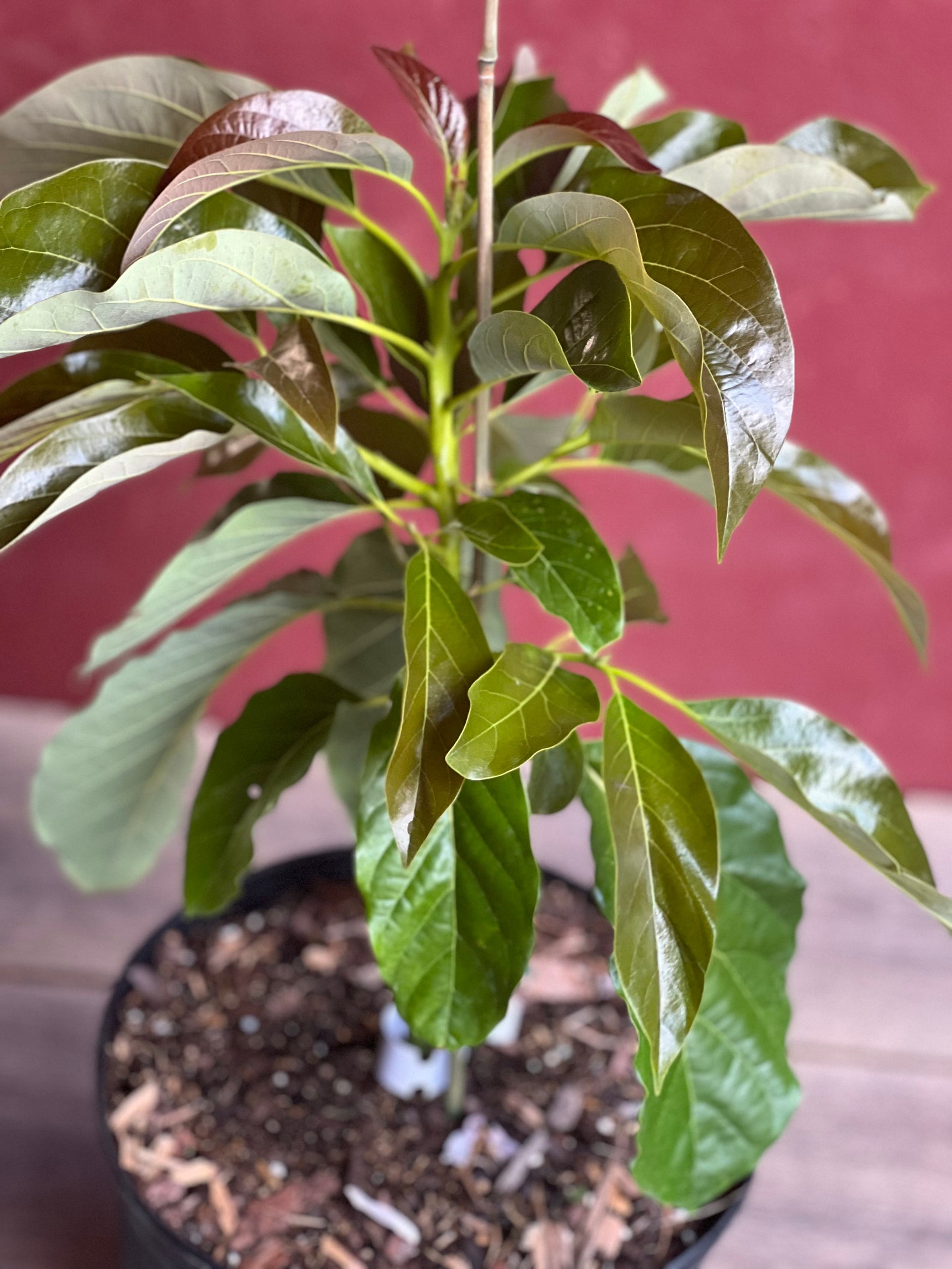 Marcus Pumpkin Avocado Tree, Cold Hardy, Grafted in 3 Gallons Pot - Etsy