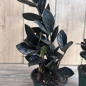 Black Raven ZZ, Dark Zz Plant in 4" Pot, Zamioculcas Zamiifolia Raven ...