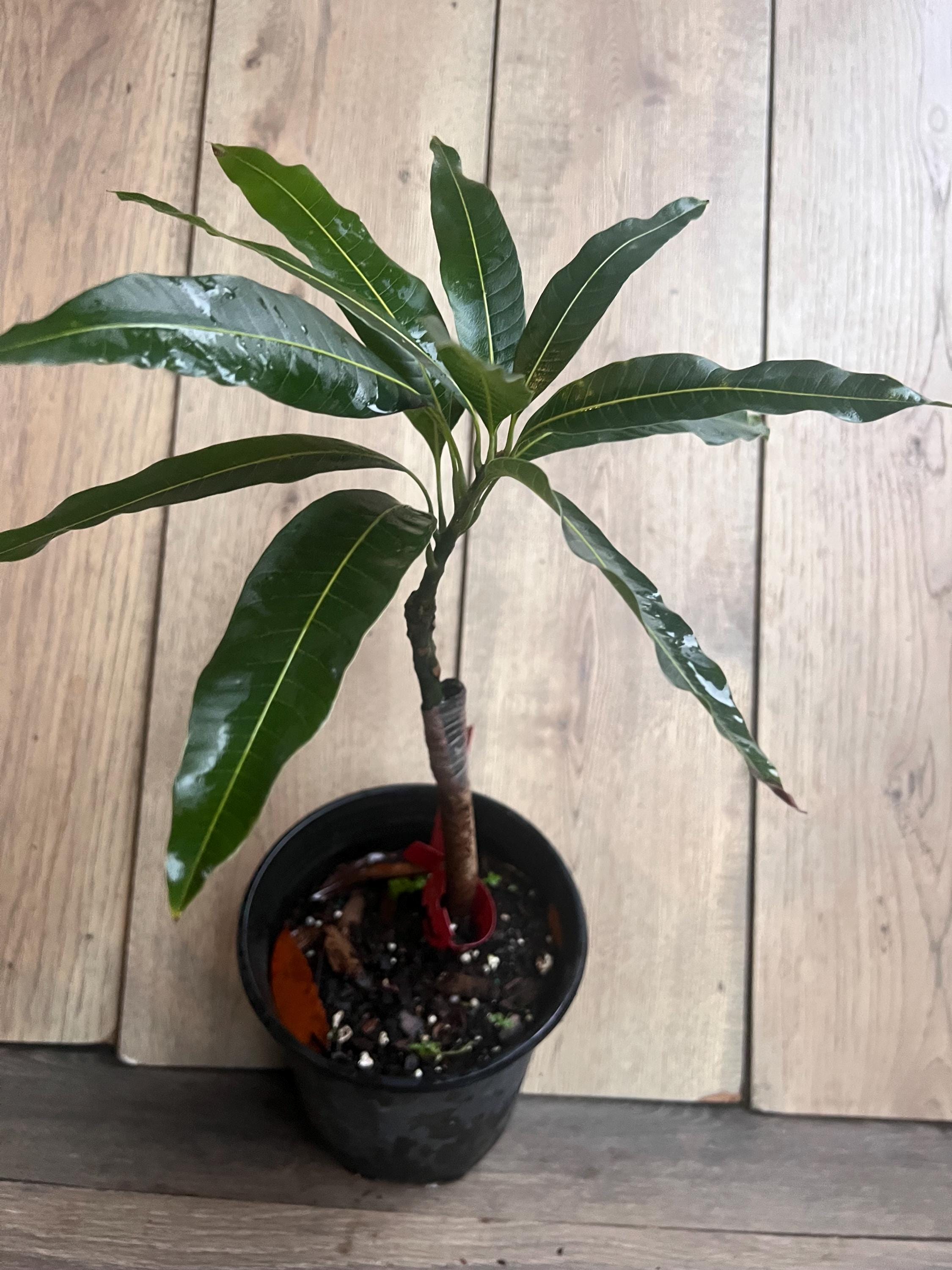 Grafted, Valencia Pride Tree. Grafted in 1/2 Gallon Pot - Etsy