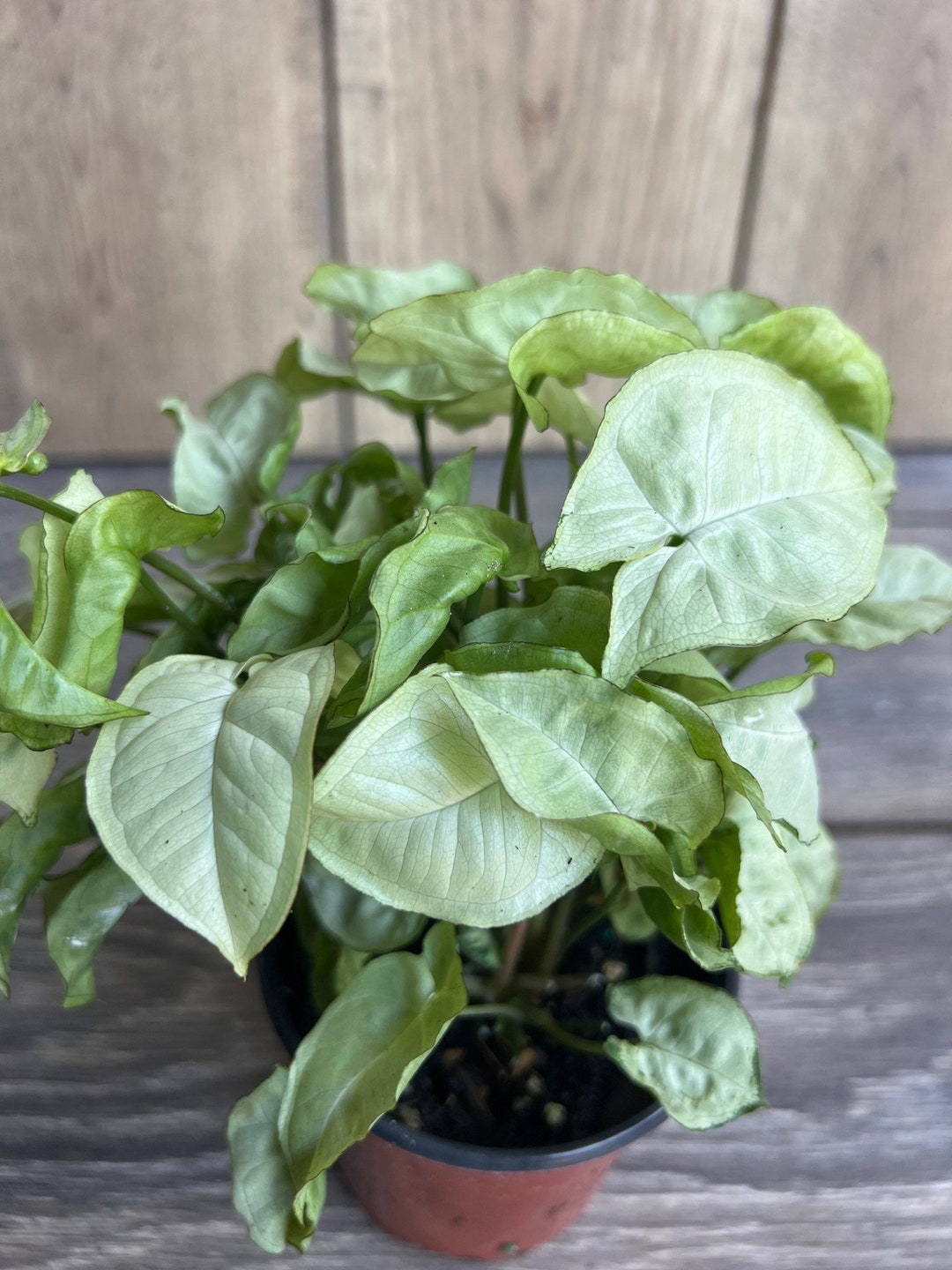 Syngonium Silver Pearl in 4" Pot - Etsy