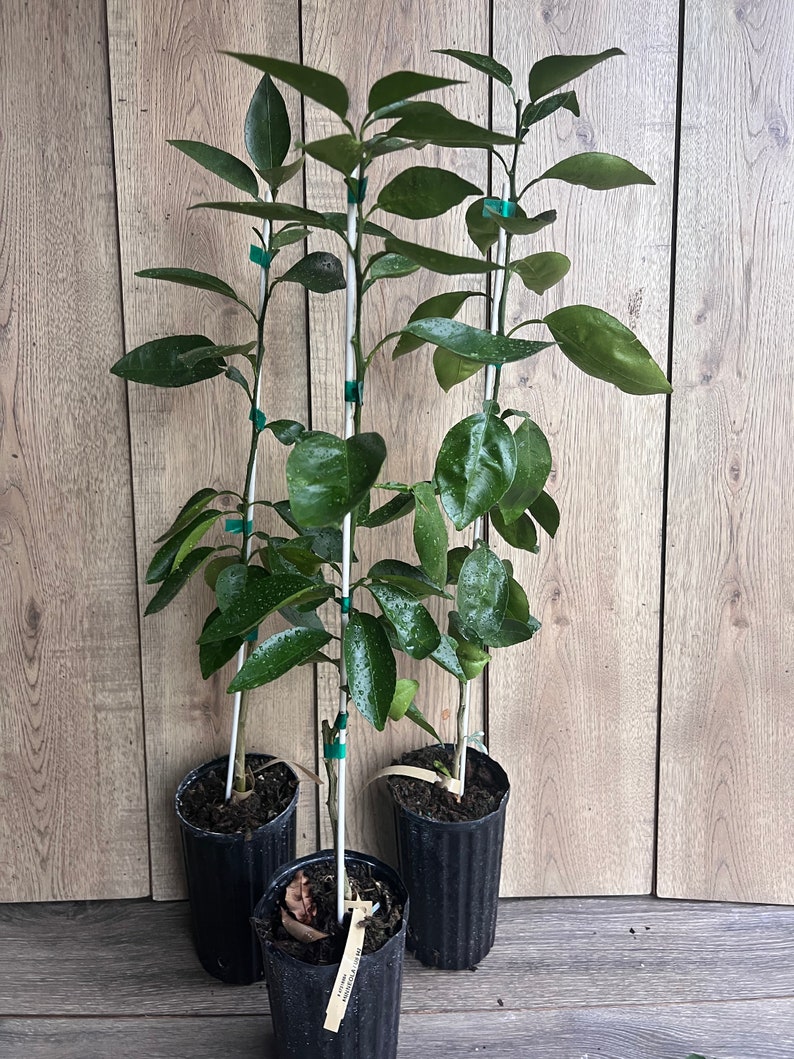 Grafted, Hirado Pummelo Tree in Half Gallon, Jeruk Bali. Florida ...