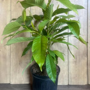 Yellow Champaca, Magnolia Champaca, in 4" Pot or 6" Pot, Joy Perfume ...