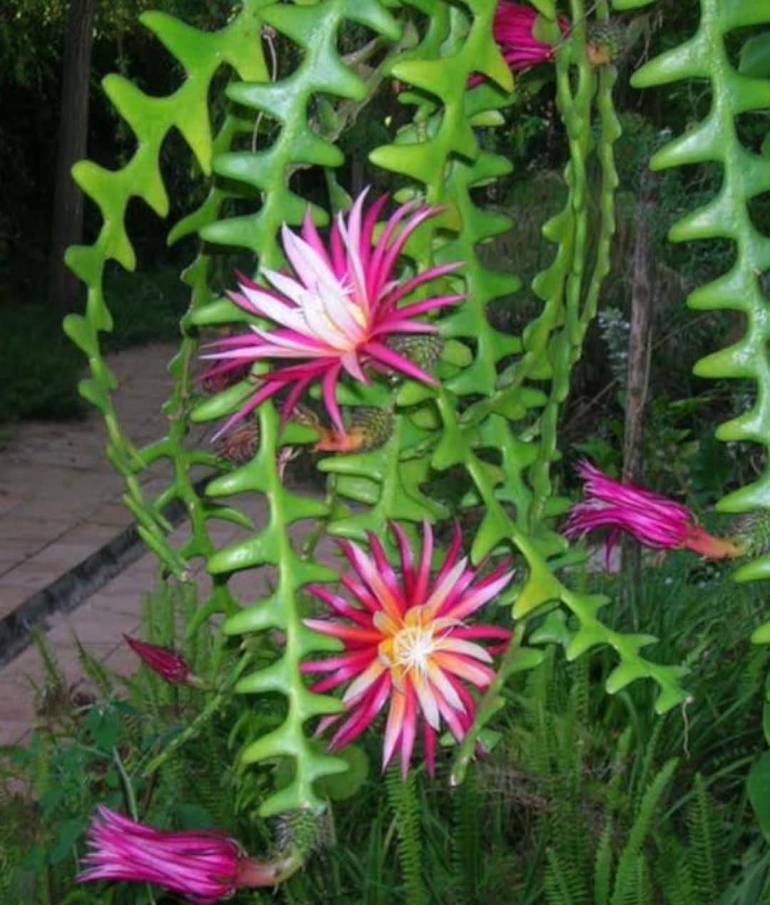 Anguliger Ric Rac Cactus, Epiphyllum , Zig Zag Cactus -in 6" Pot - Etsy