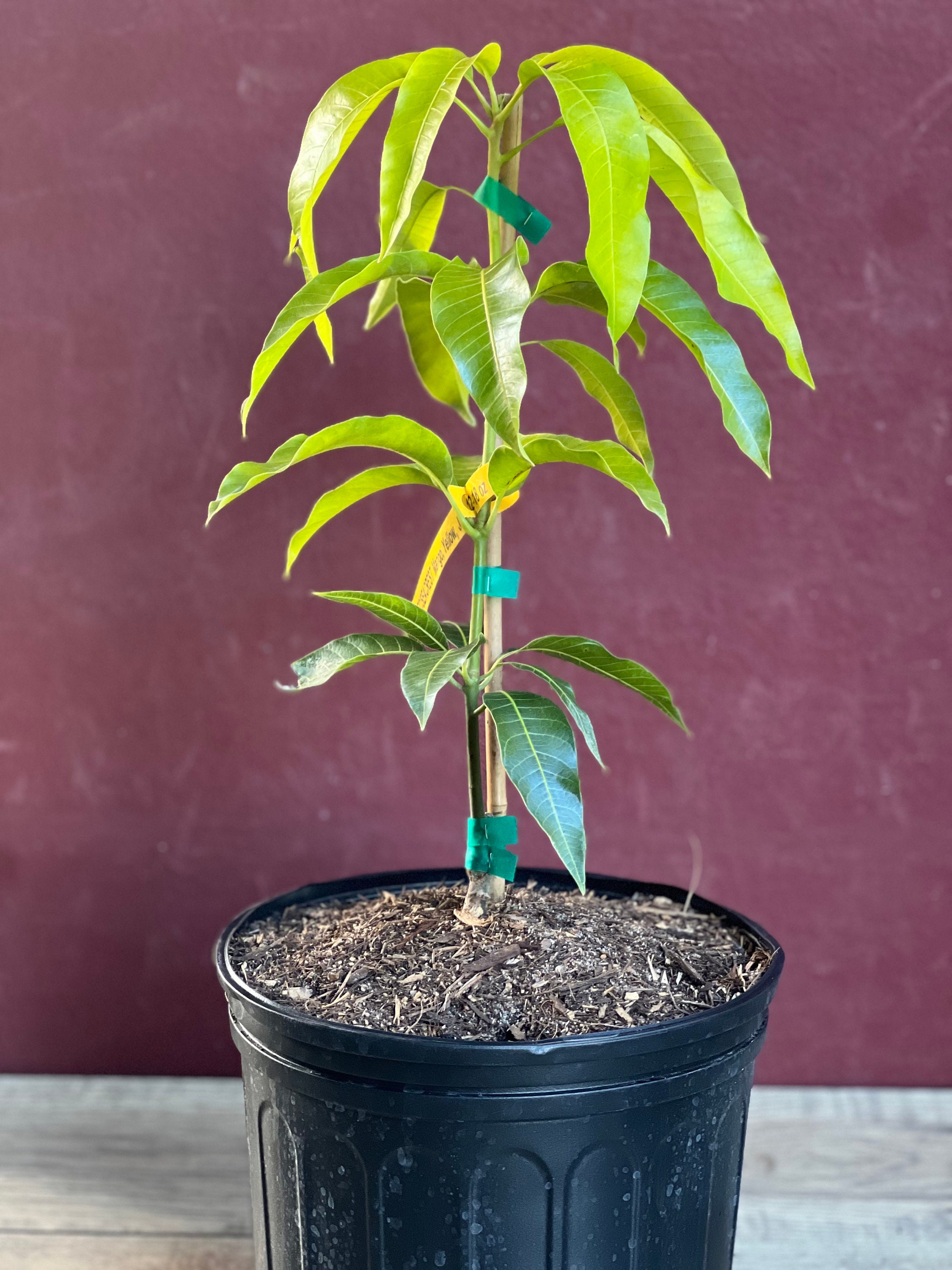 Triple Sec Mango , Grafted in 3 Gallons Pot. No Ship to CA and HI - Etsy