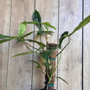 Large, Philodendron 69686 in 6" Pot, Philo 69 - Etsy